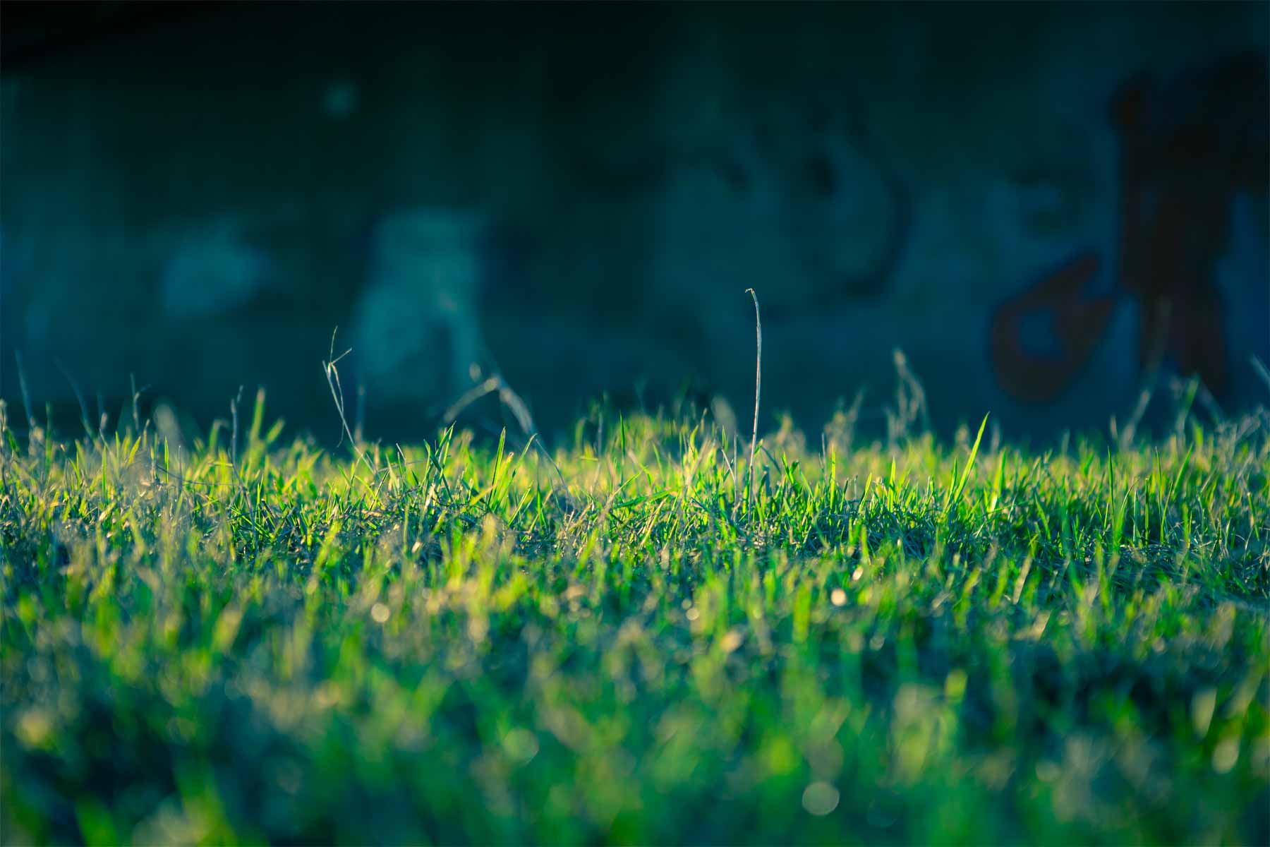 Comment entretenir son gazon en été ? - VGD